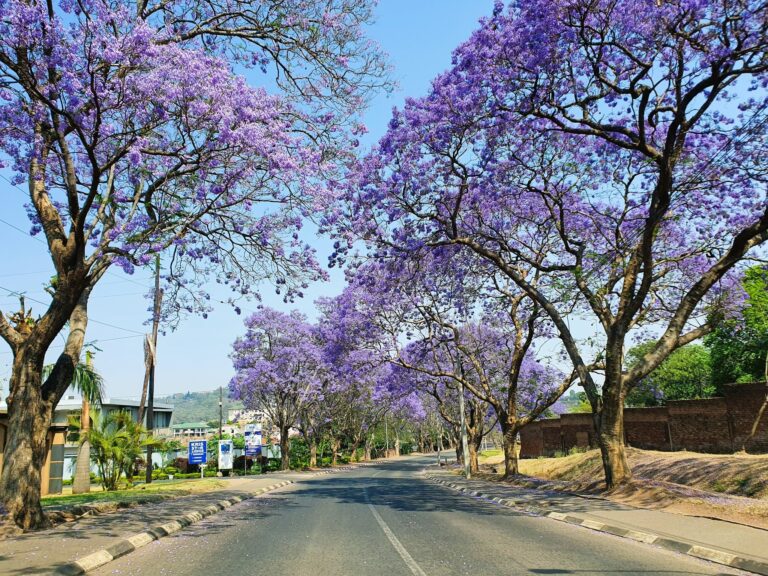 15 Common Types of Jacaranda Trees: A Comprehensive Guide – Citycacti