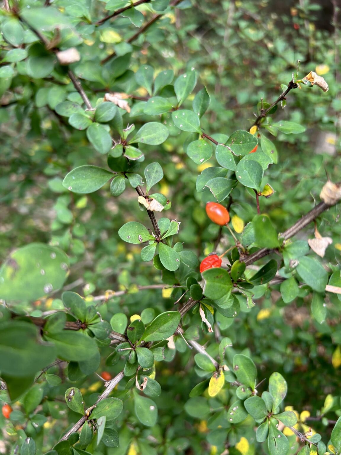 10 Shrubs with Red Berries: Identification and Pictures – Citycacti