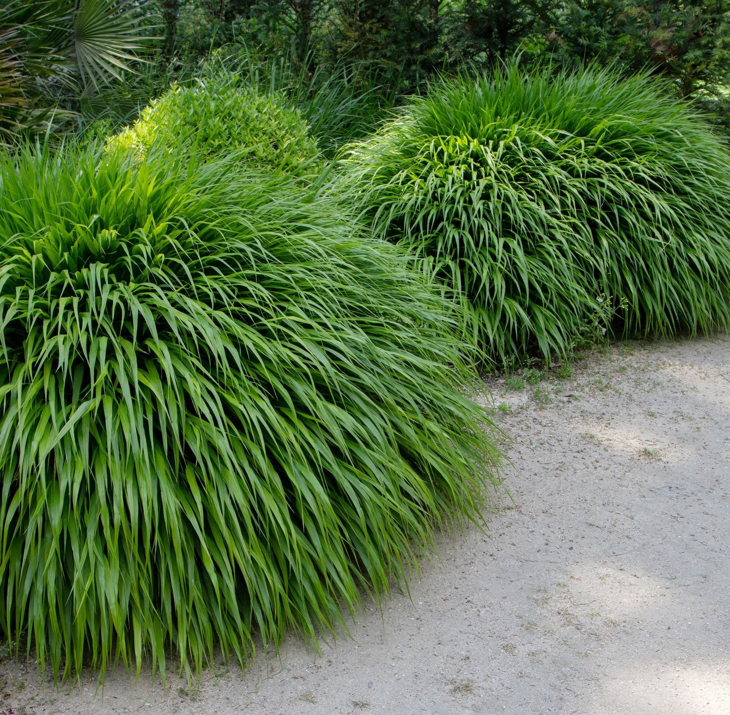 15 Best Ornamental Grasses for Pots: Identification and Pictures ...