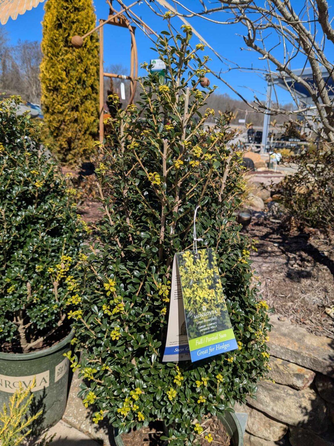25 Best Shrubs for Hedges: Identification and Pictures – Citycacti