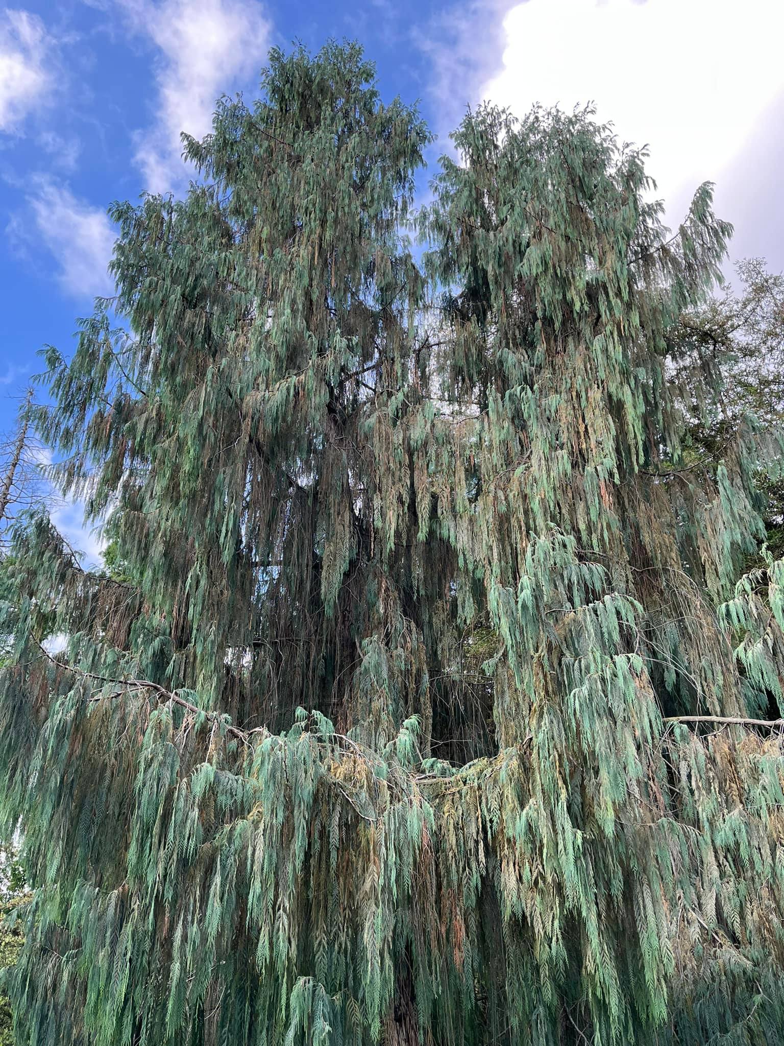 20 Stunning Types of Cypress Trees: Visual Identification and Growing ...