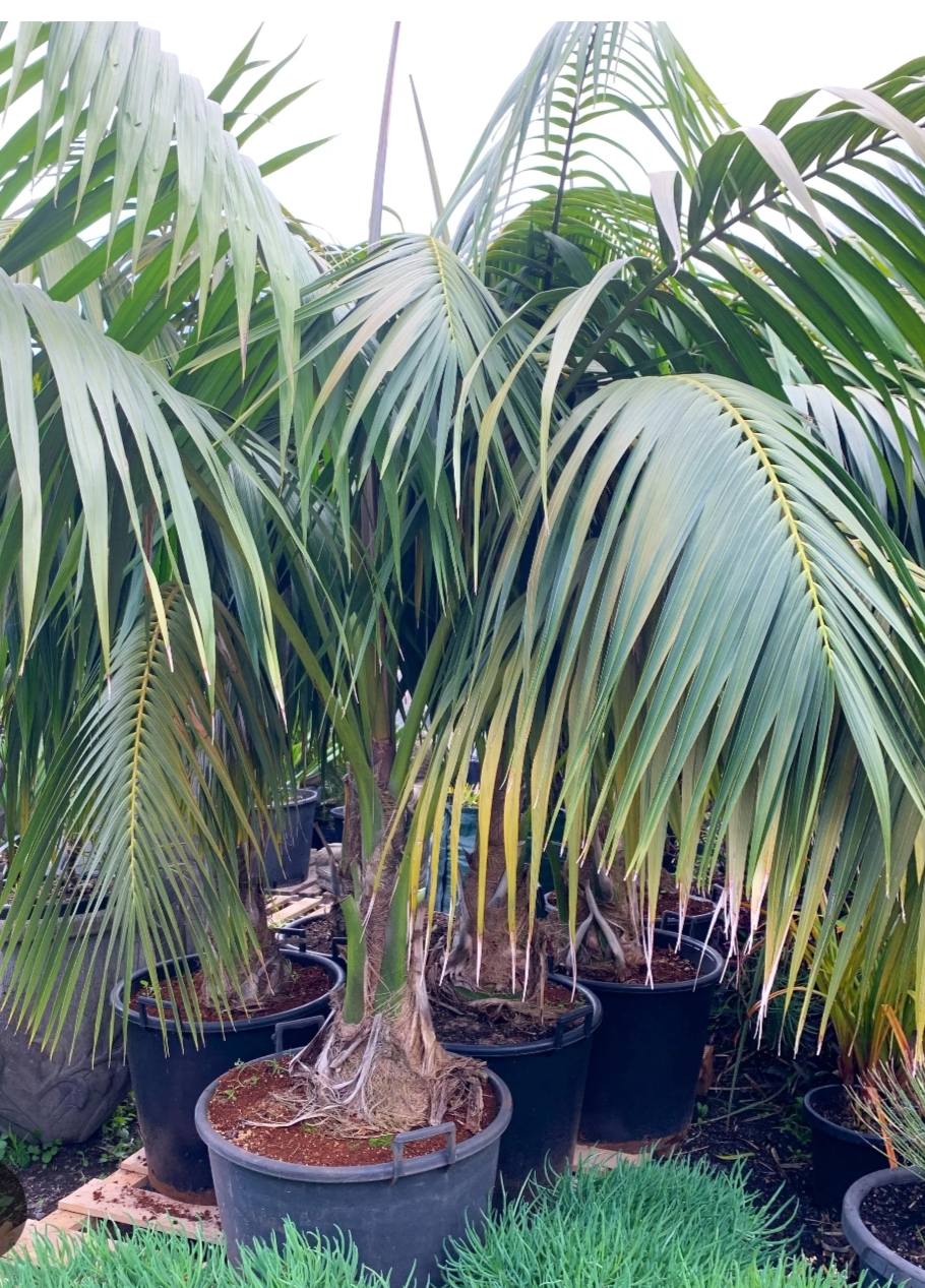 20 Stunning Types of Palm Trees: Identification and Pictures – Citycacti