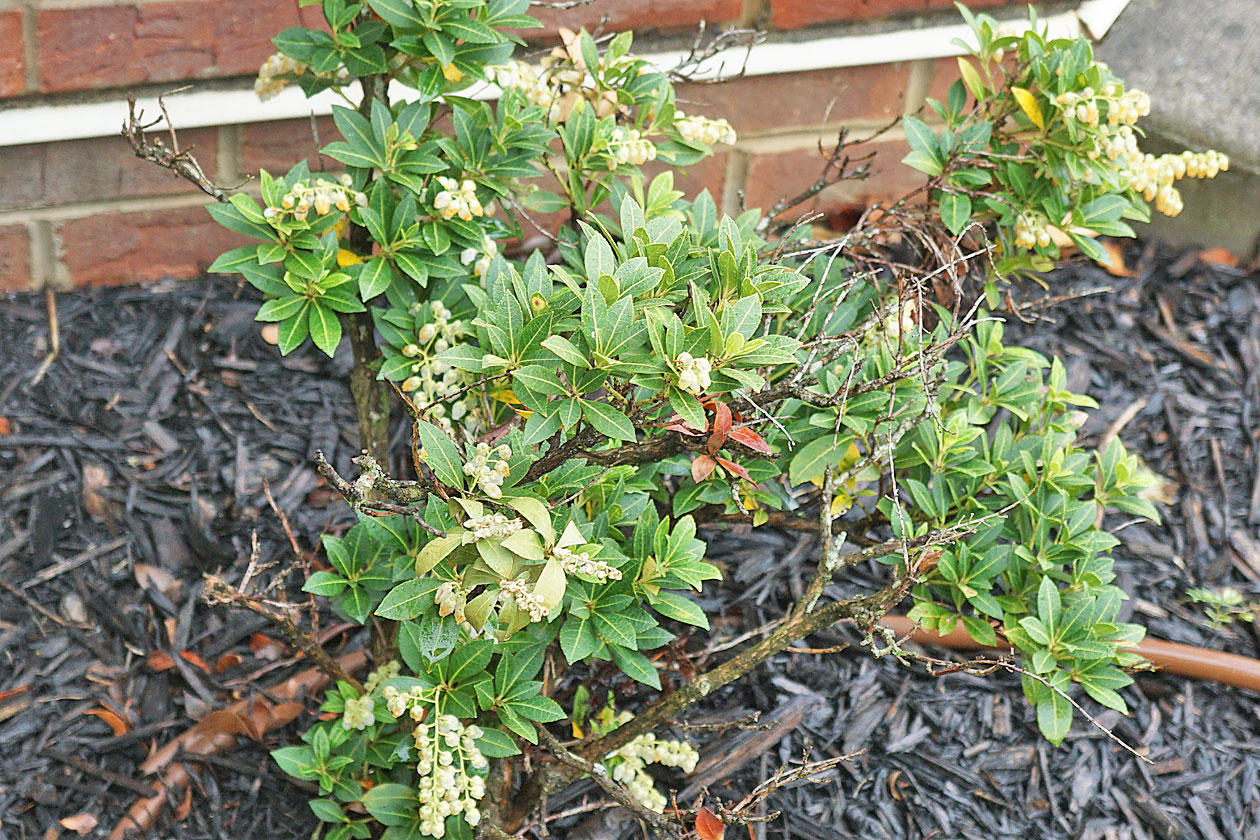 20 Evergreen Shrubs for Borders: Structure, Colour, and Year-Round ...