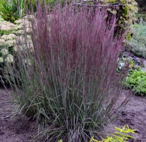 20 Ornamental Grasses for Full Sun: The Complete Growing and Design ...