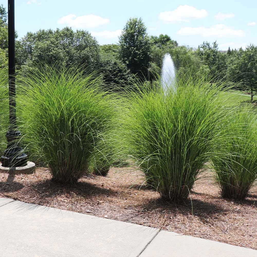 15 Tall Ornamental Grasses for Privacy: A Complete Screening Guide ...