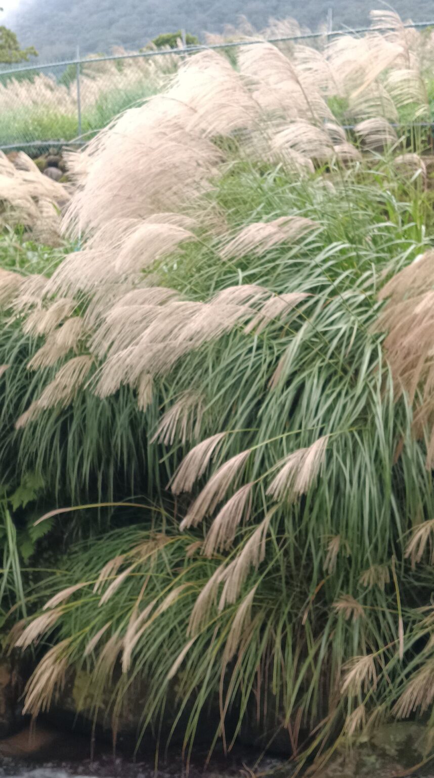 20 Ornamental Grasses for Full Sun: The Complete Growing and Design ...