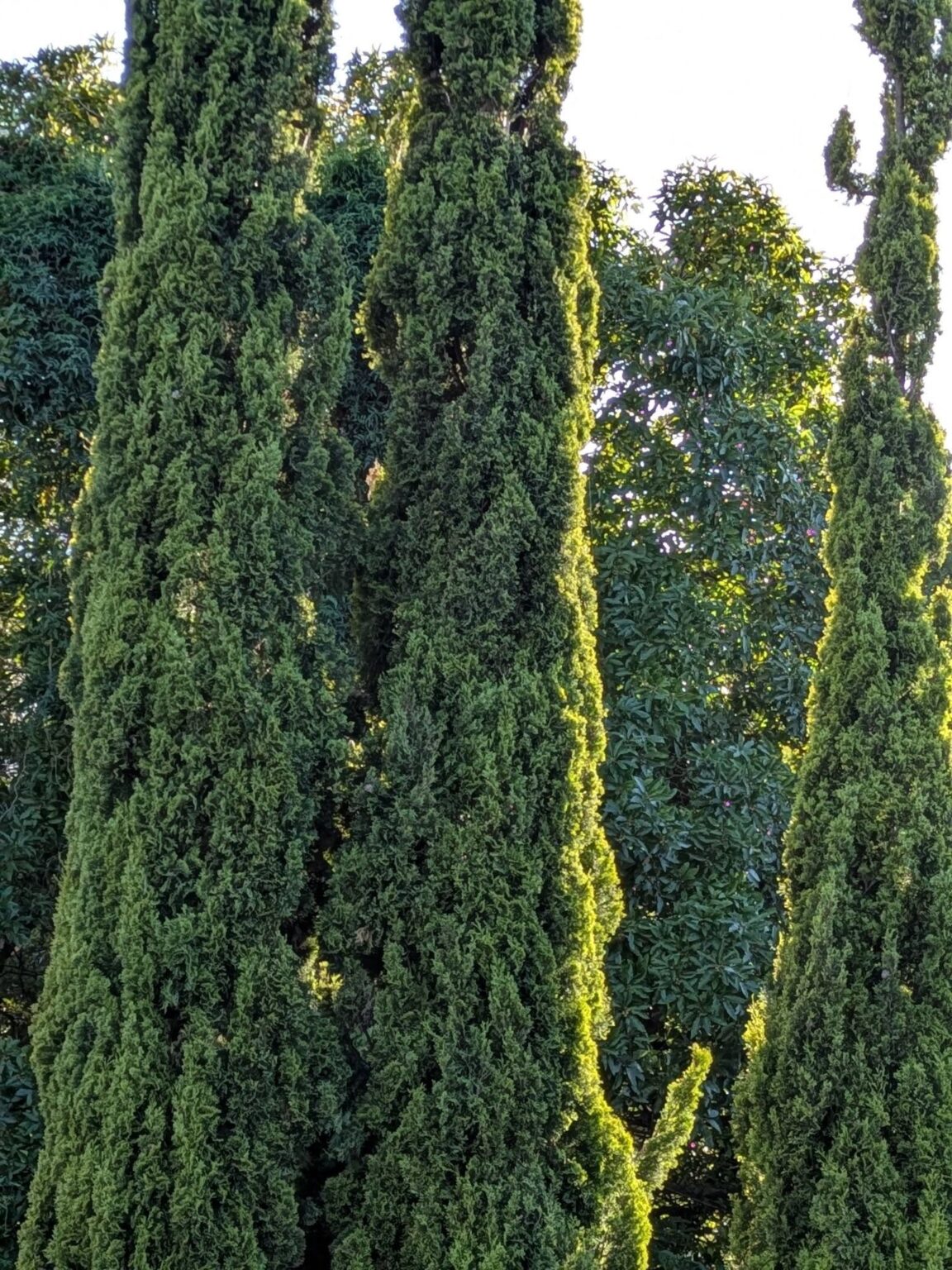 20 Stunning Types of Cypress Trees: Visual Identification and Growing ...