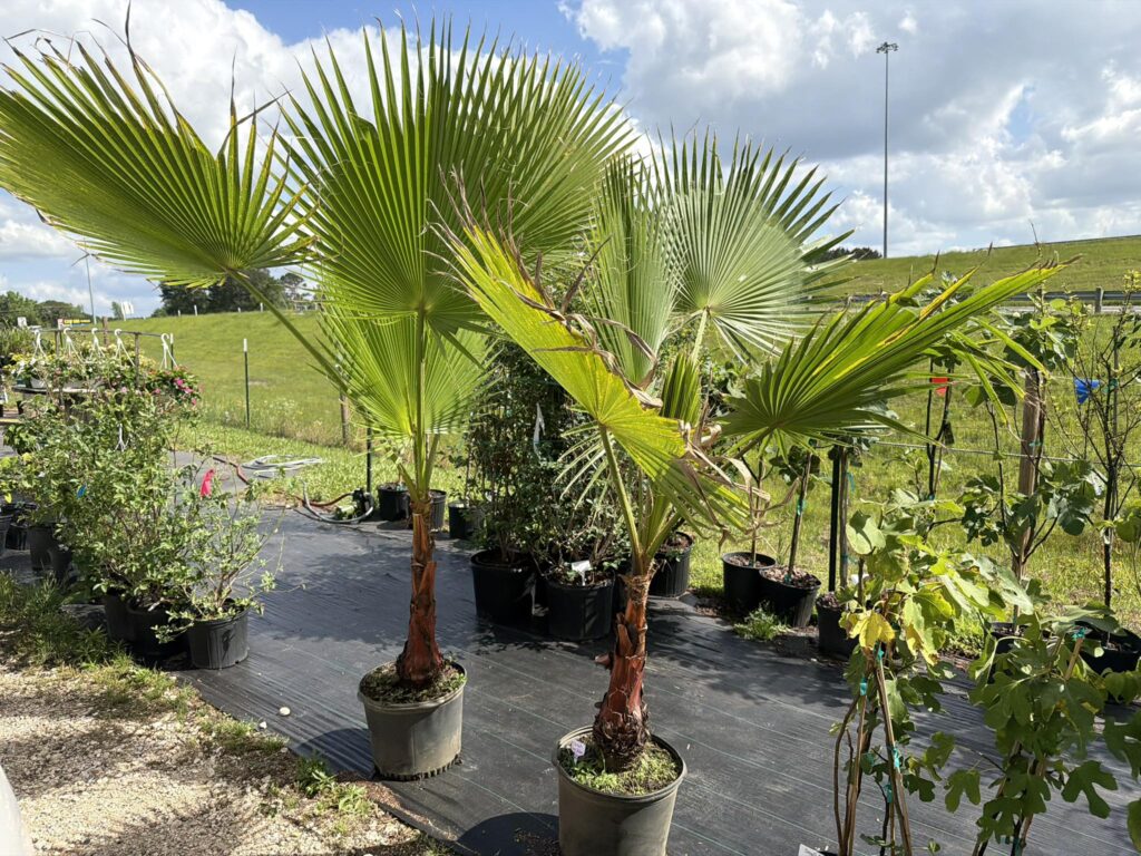 20 Stunning Types of Palm Trees: Identification and Pictures – Citycacti