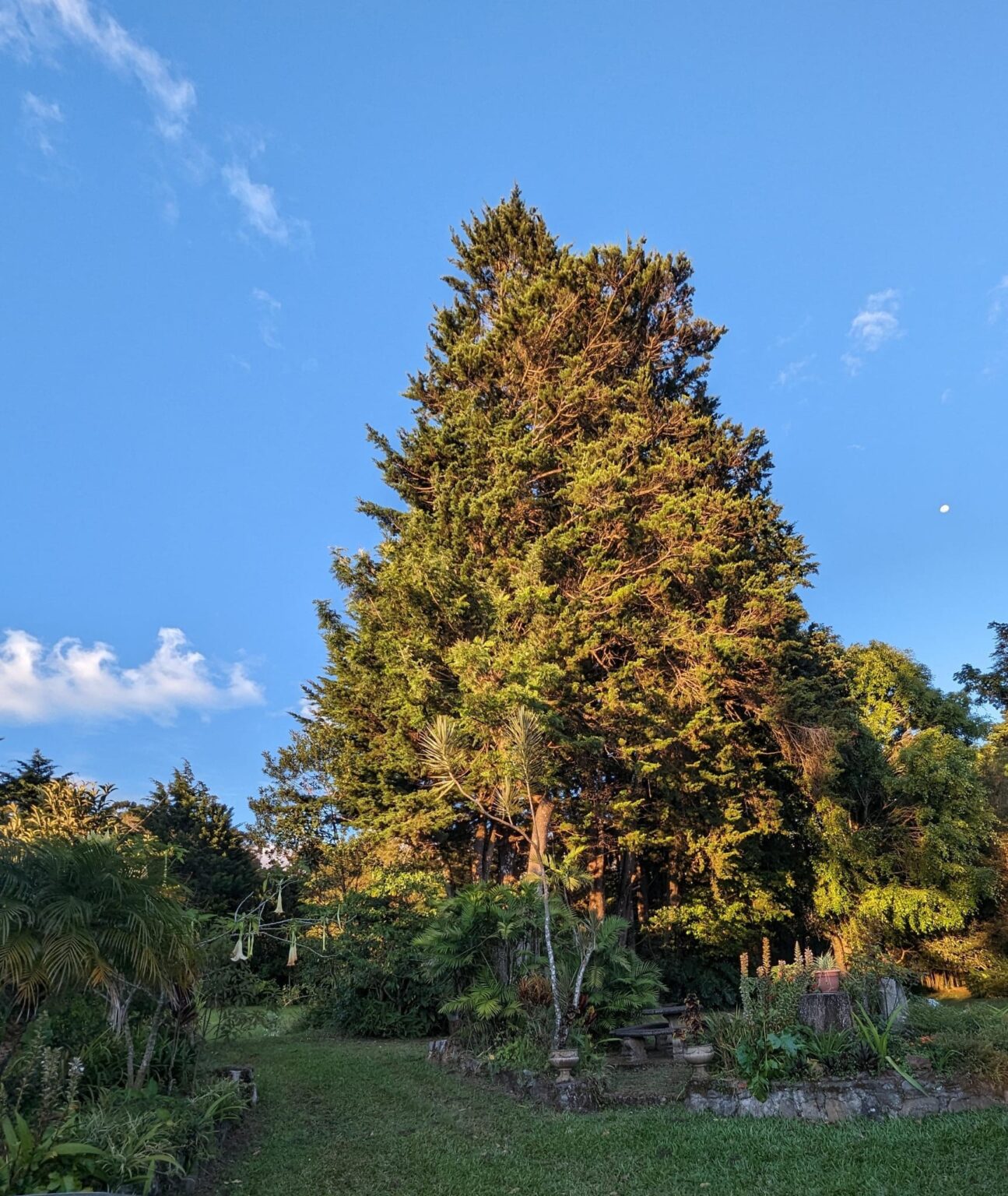 20 Stunning Types of Cypress Trees: Visual Identification and Growing ...