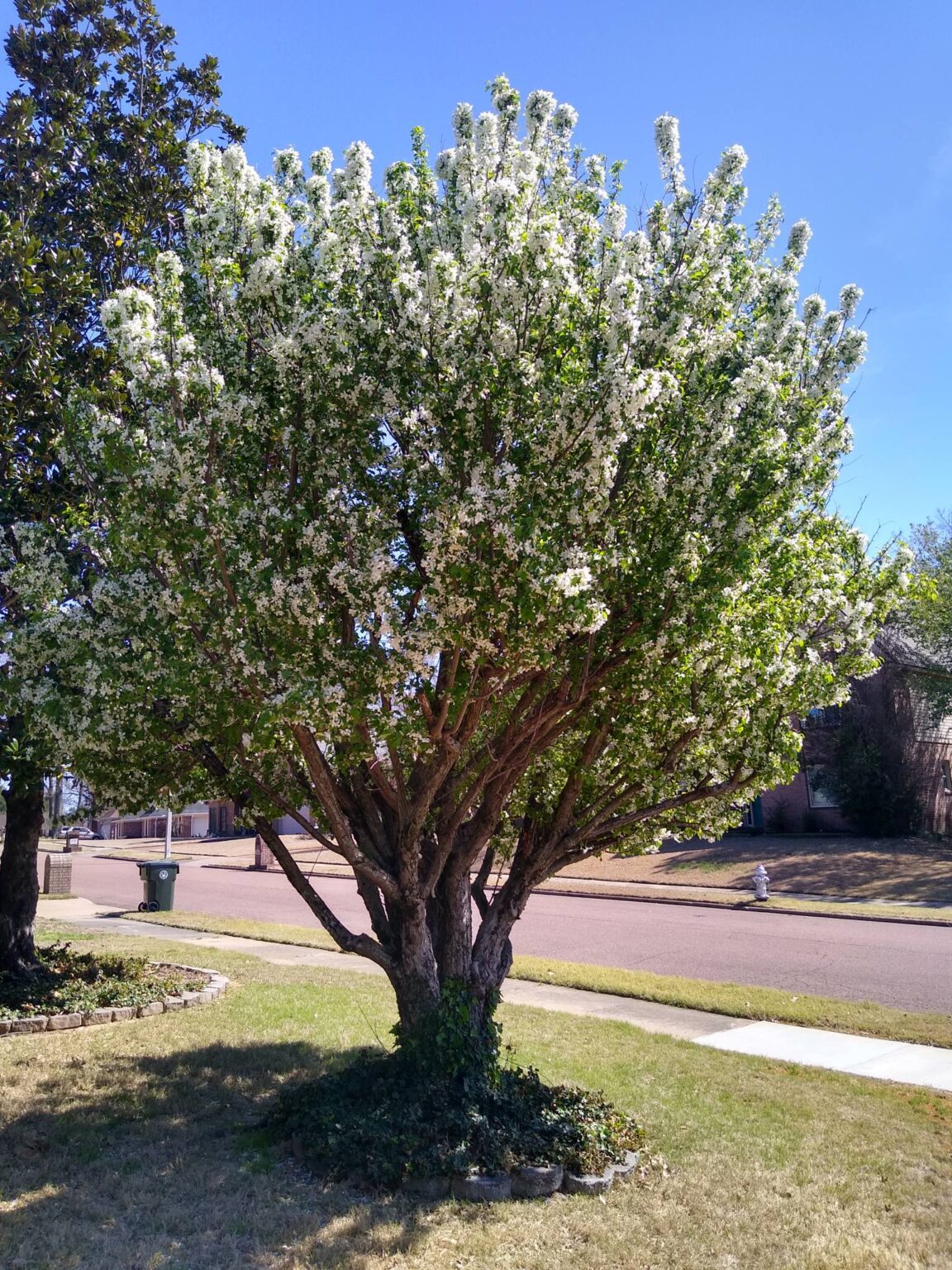 25 Stunning Shrubs With Pink Flowers: Identification and Pictures ...