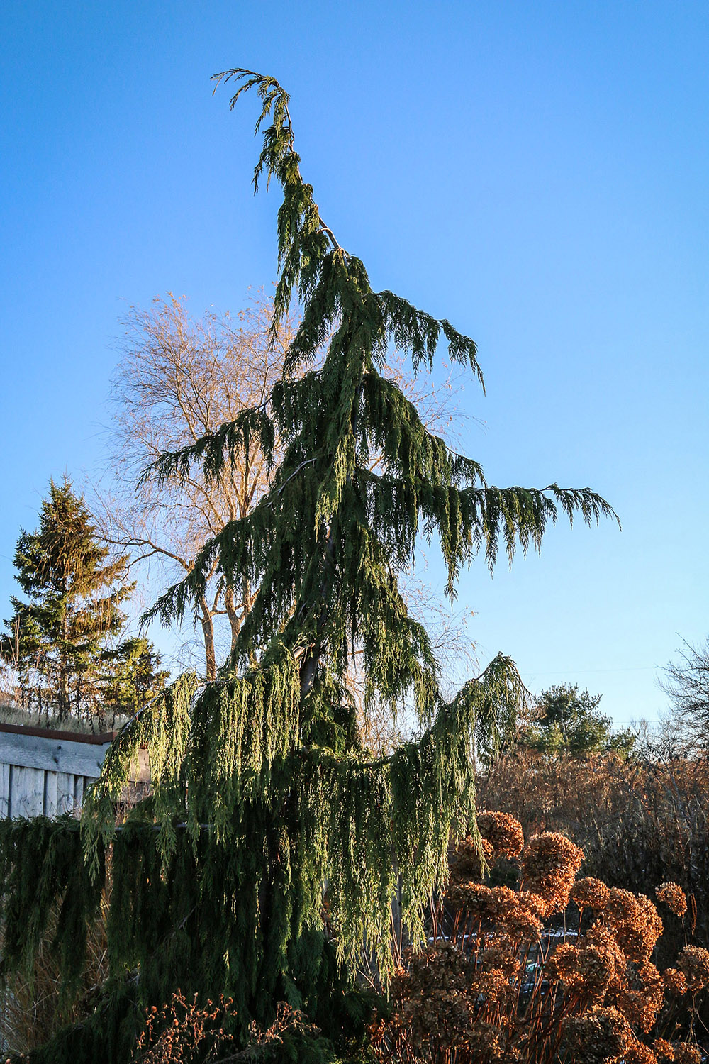 20 Stunning Types of Cypress Trees: Visual Identification and Growing ...