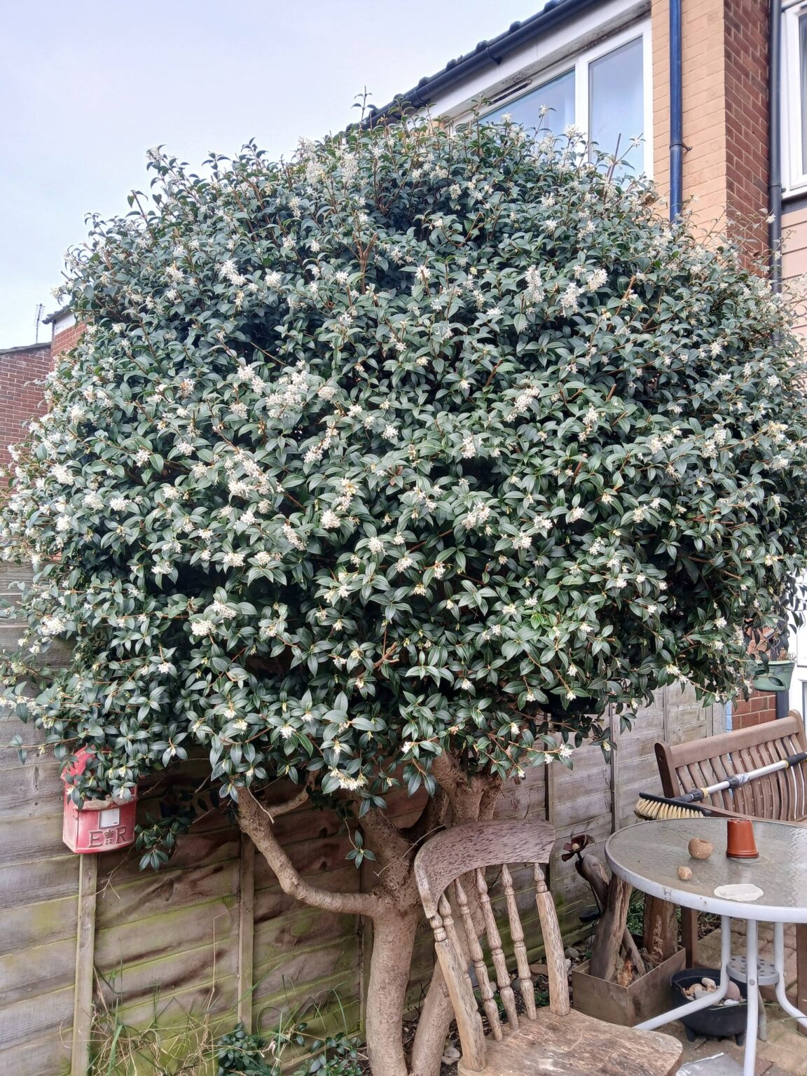 25 Best Shrubs for Hedges: Identification and Pictures – Citycacti