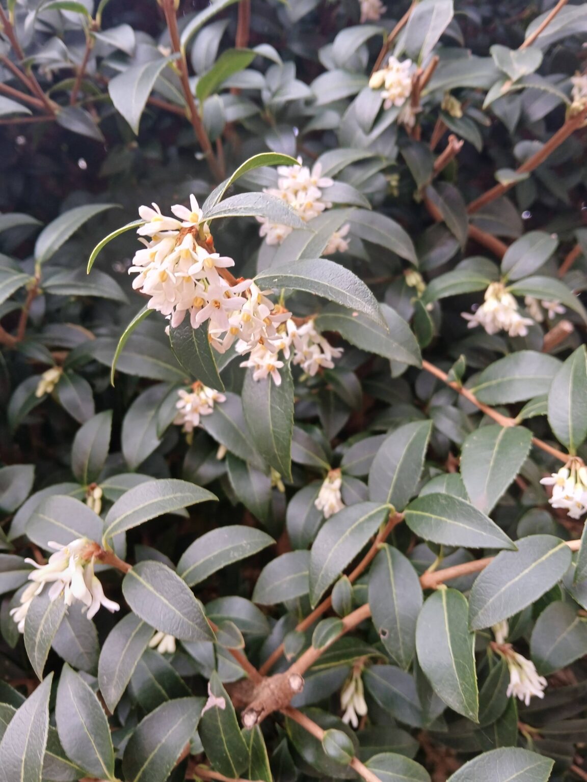 20 Evergreen Shrubs for Borders: Structure, Colour, and Year-Round ...
