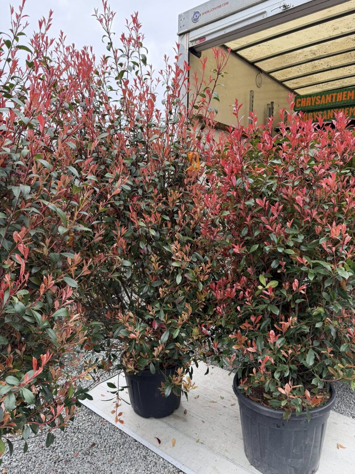 20 Evergreen Shrubs for Borders: Structure, Colour, and Year-Round ...