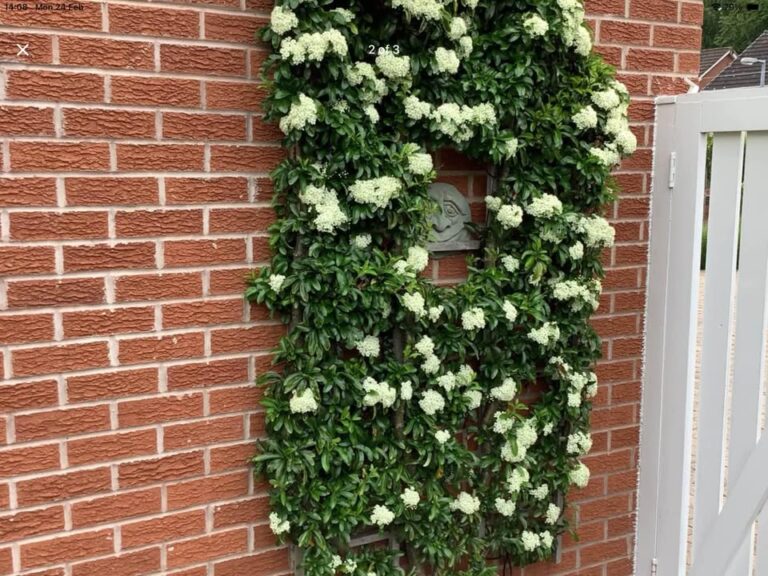 20 Evergreen Shrubs for Borders: Structure, Colour, and Year-Round ...