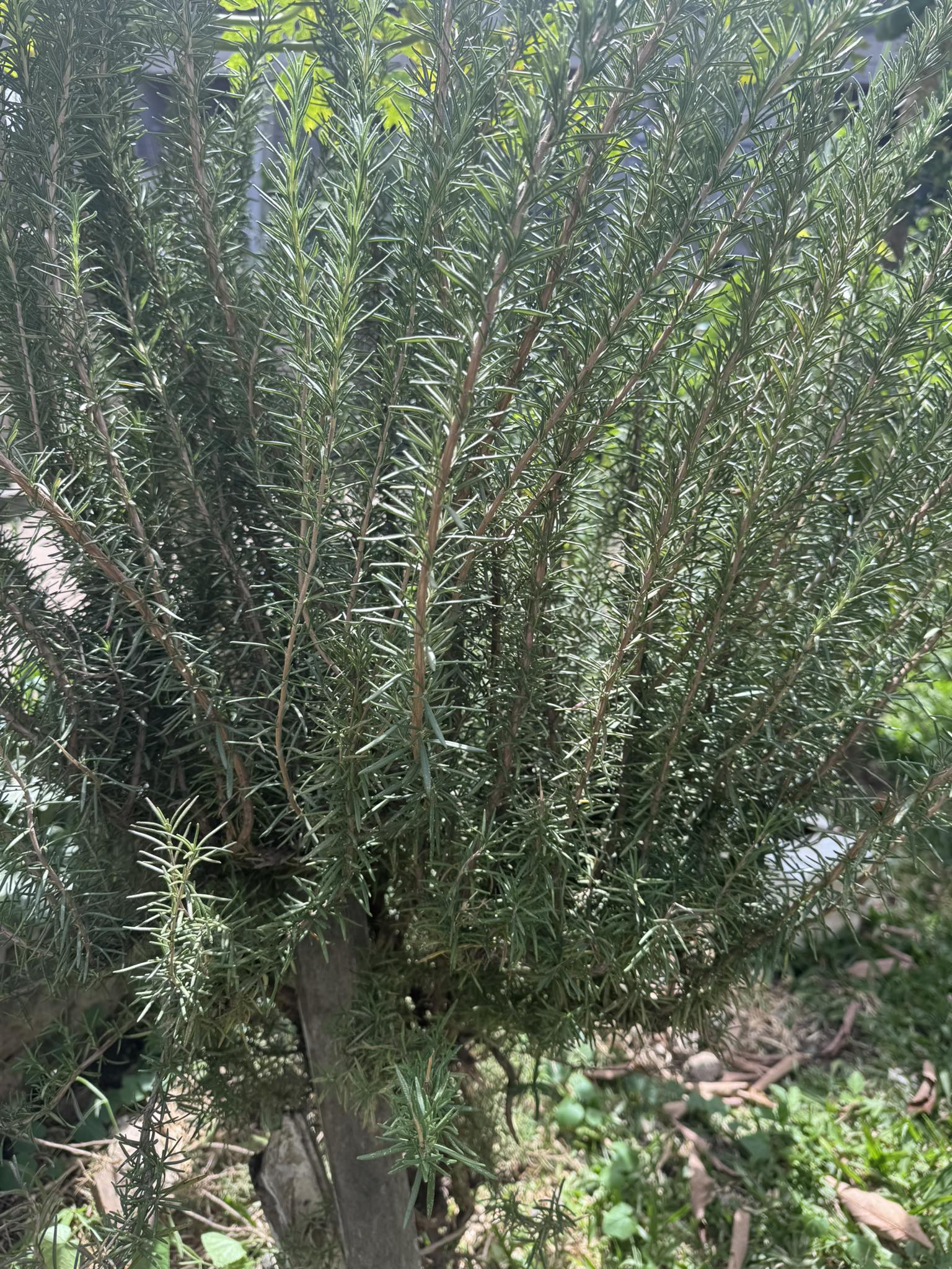 20 Evergreen Shrubs for Borders: Structure, Colour, and Year-Round ...