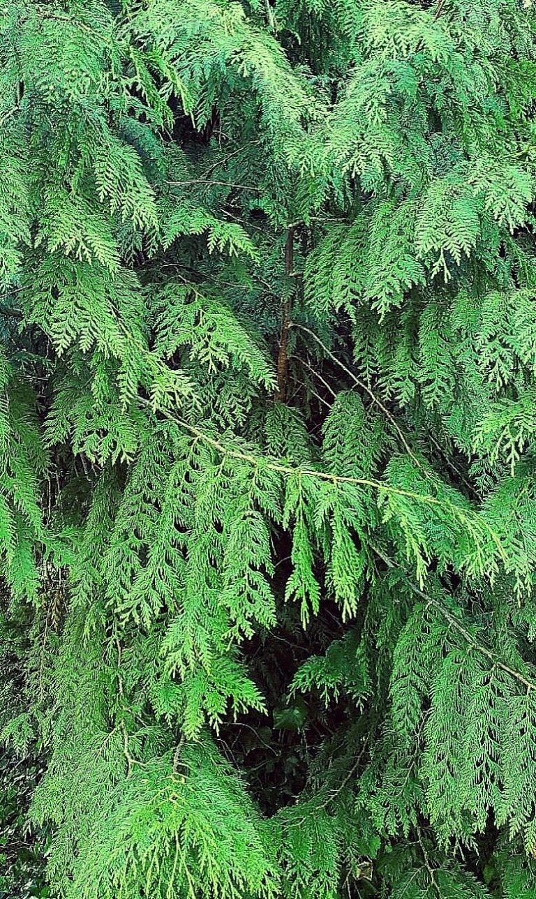 25 Best Shrubs for Hedges: Identification and Pictures – Citycacti