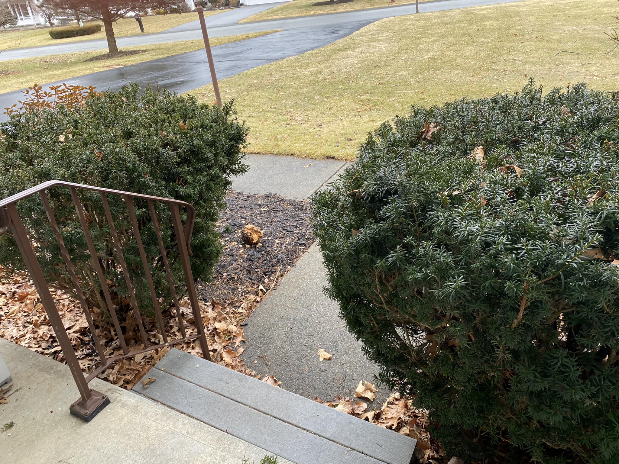 25 Best Shrubs for Hedges: Identification and Pictures – Citycacti