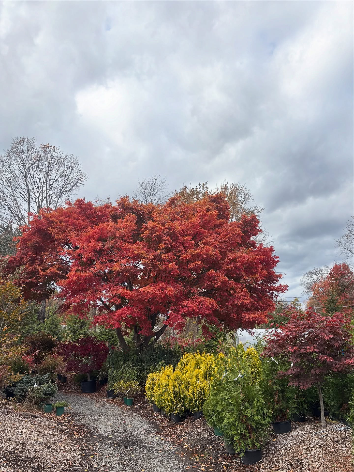 Acer Palmatum Bloodgood Growth Rate: How Fast Does a Bloodgood Japanese ...