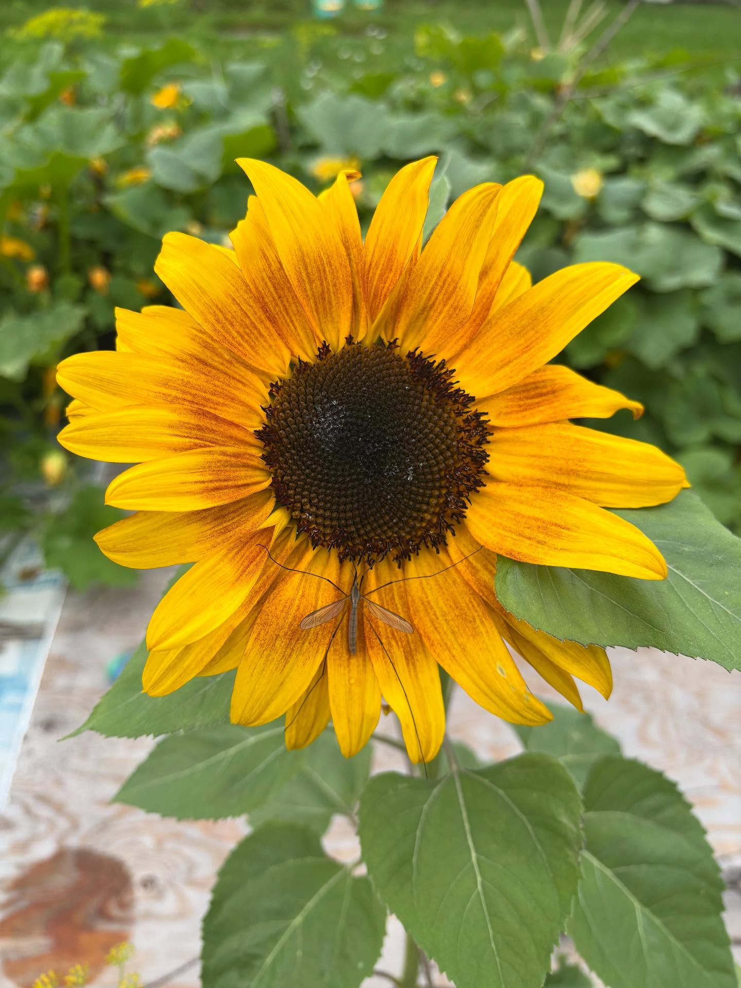 25 Different Types of Sunflowers: Tall, Dwarf and Other Major Varieties ...