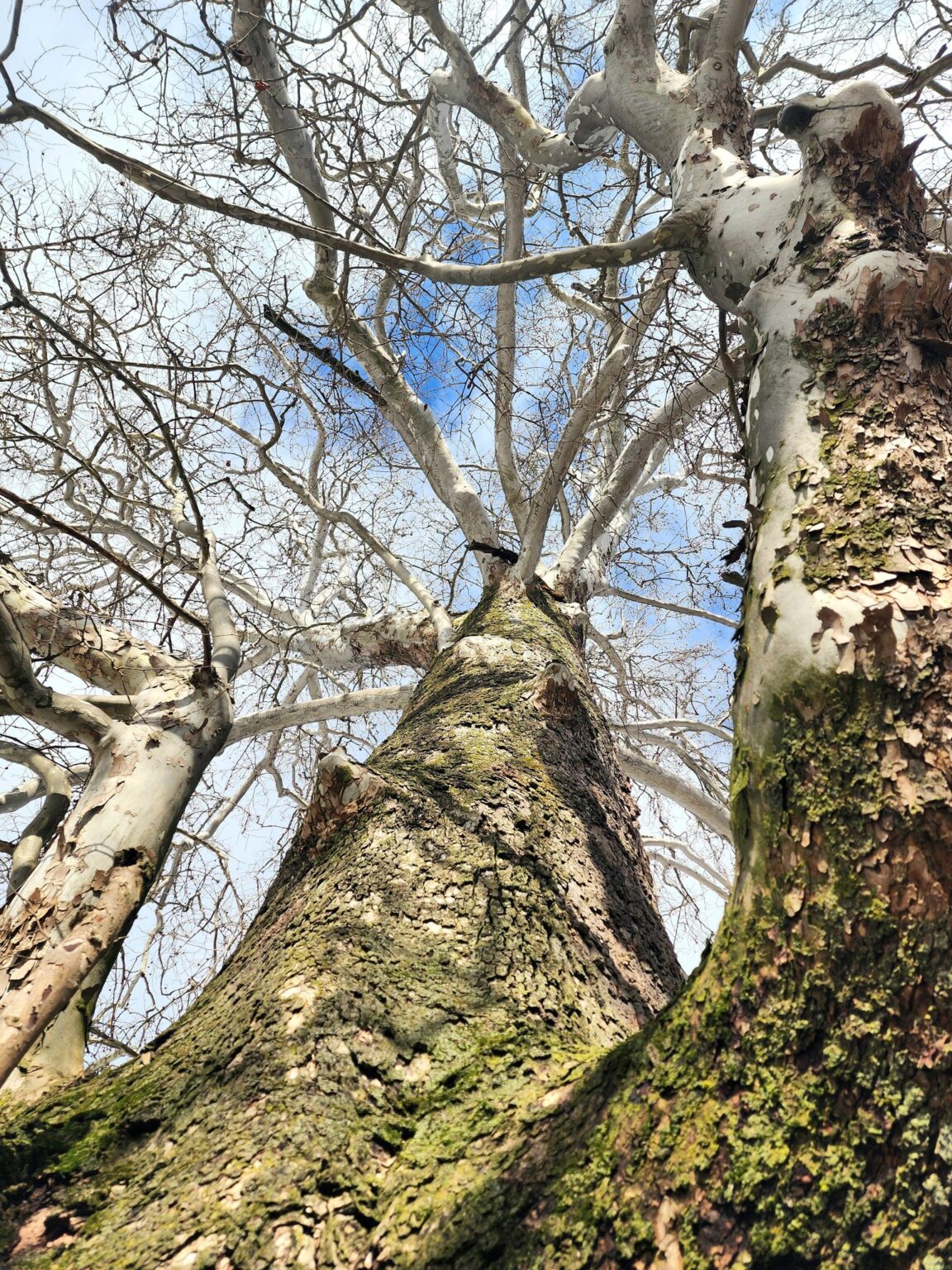 15 Stunning Trees With Peeling Bark (Pictures): Identification and Uses ...