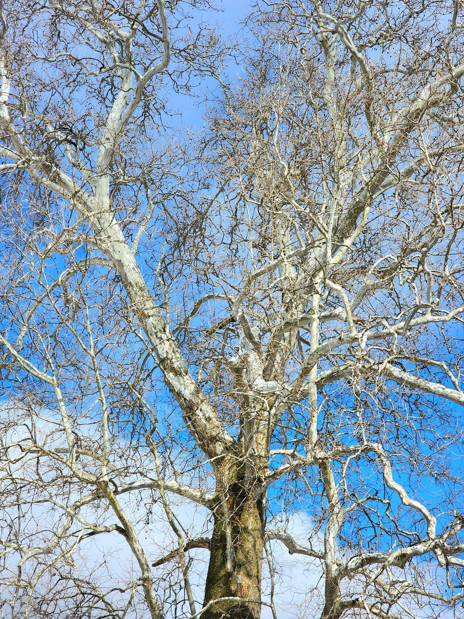 15 Beautiful Trees With White Bark: Perfect Picks for Garden and ...