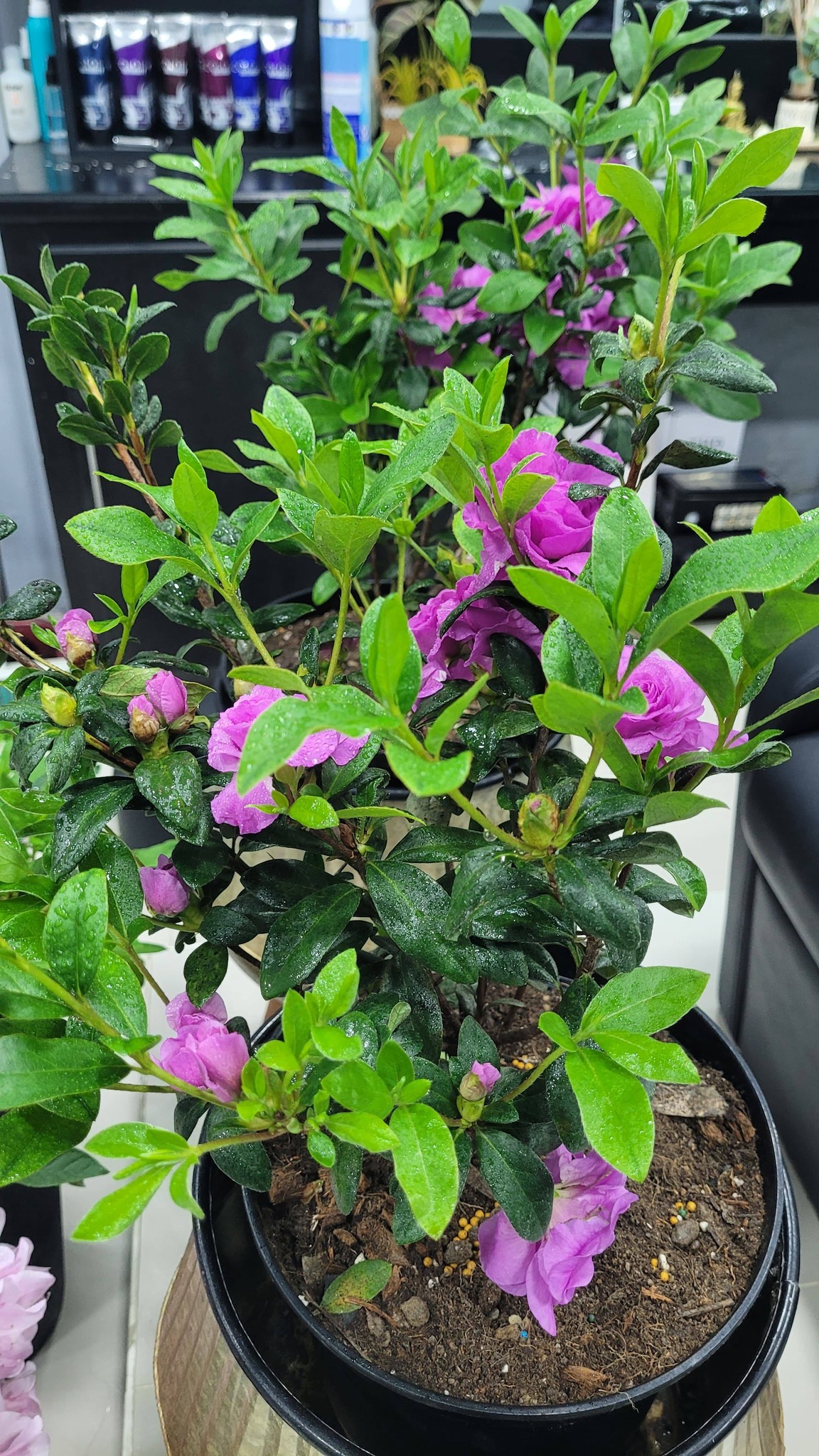 25 Flowering Shrubs for Full Sun: Identification and Pictures – Citycacti