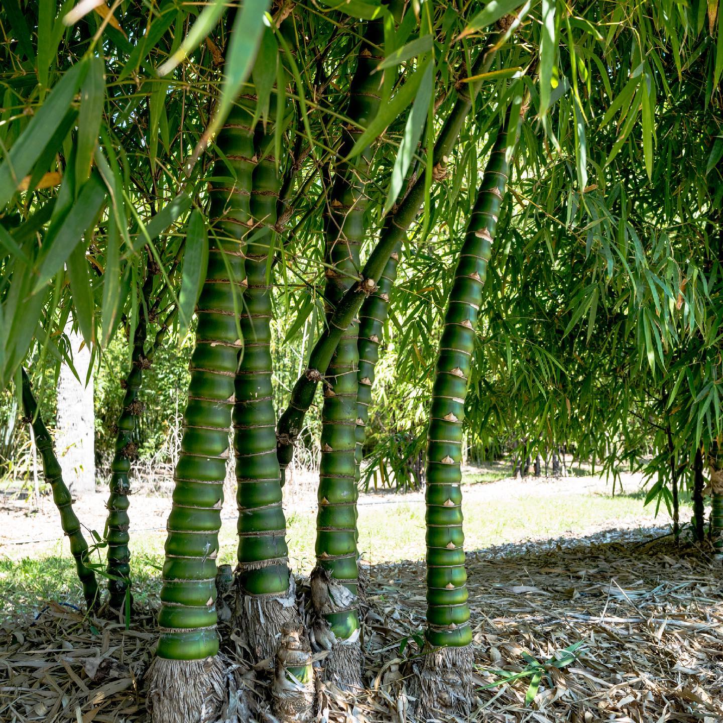 15 Popular Types of Bamboo Plants: Identification, Uses, Growth, and ...