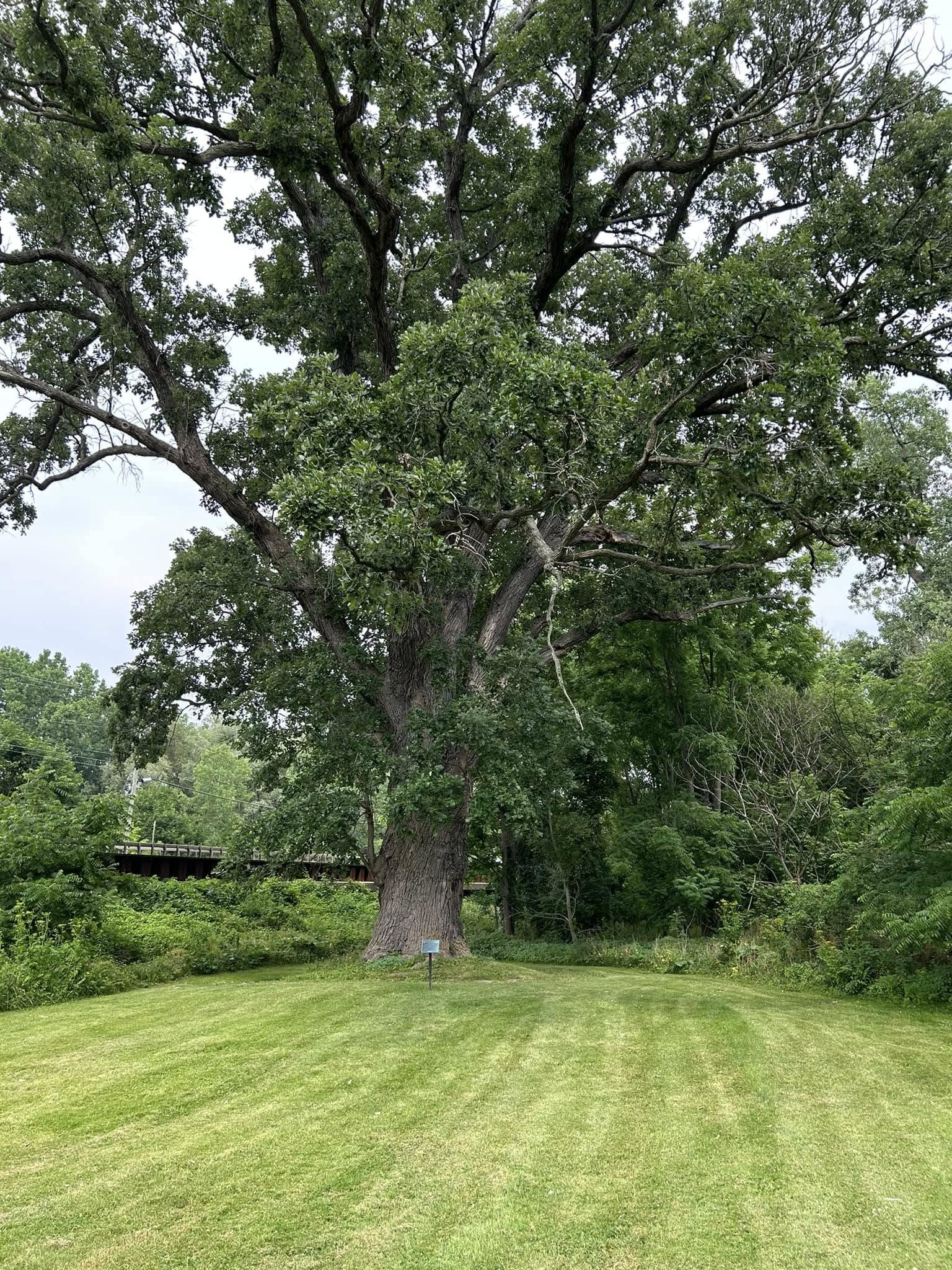 15 Fast Growing Oak Trees: Identification and Care Tips - Citycacti