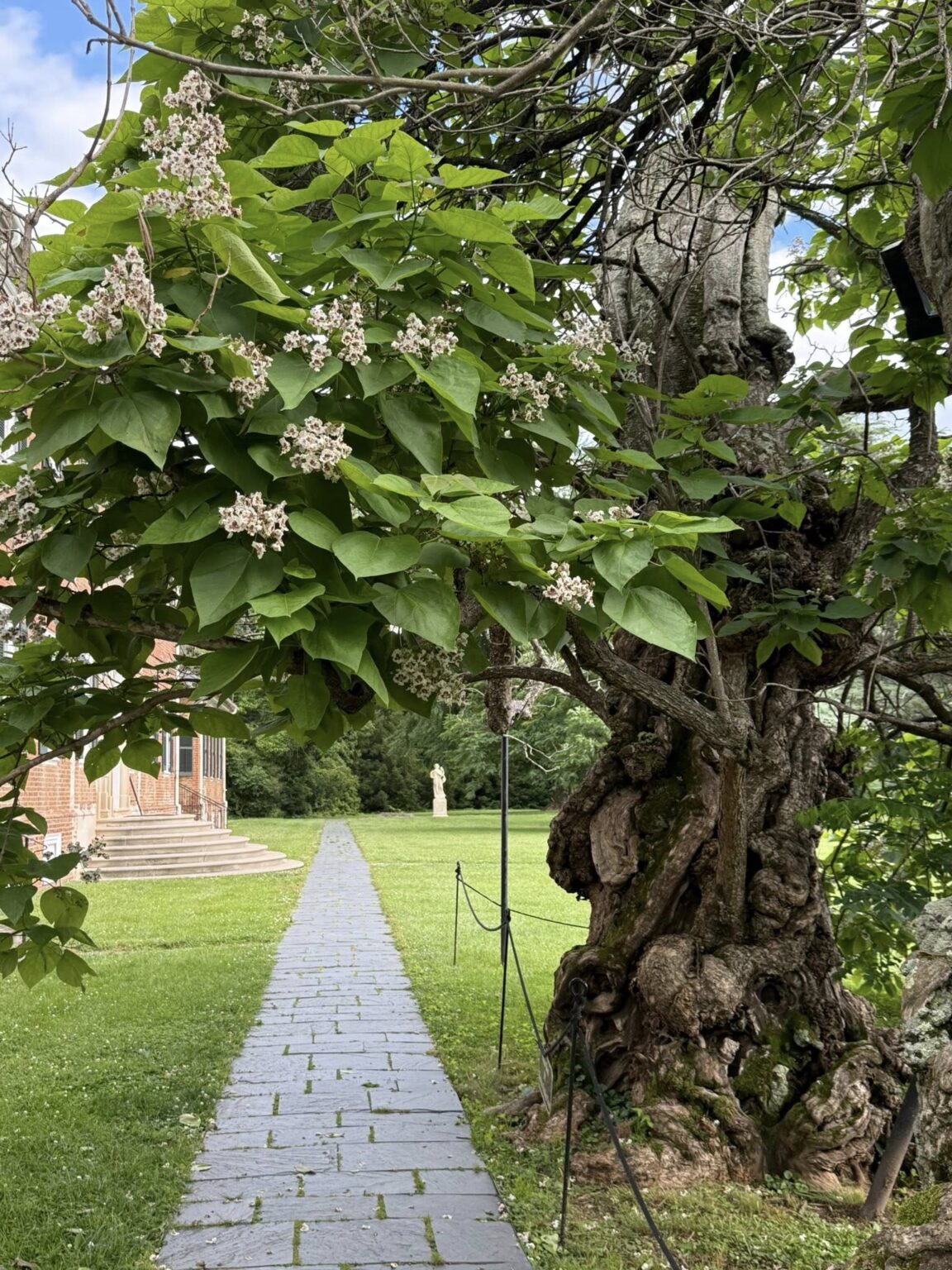 10 Fragrant Trees with Sweet Scents to Elevate Your Landscape – Citycacti
