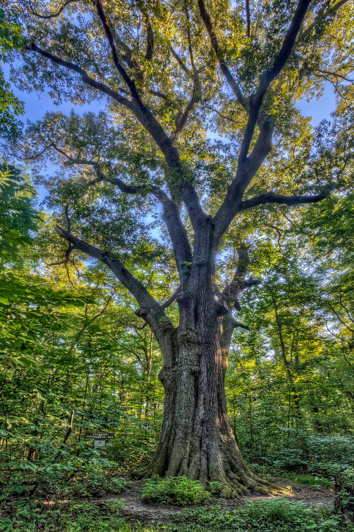 15 Fast Growing Oak Trees: Identification and Care Tips - Citycacti
