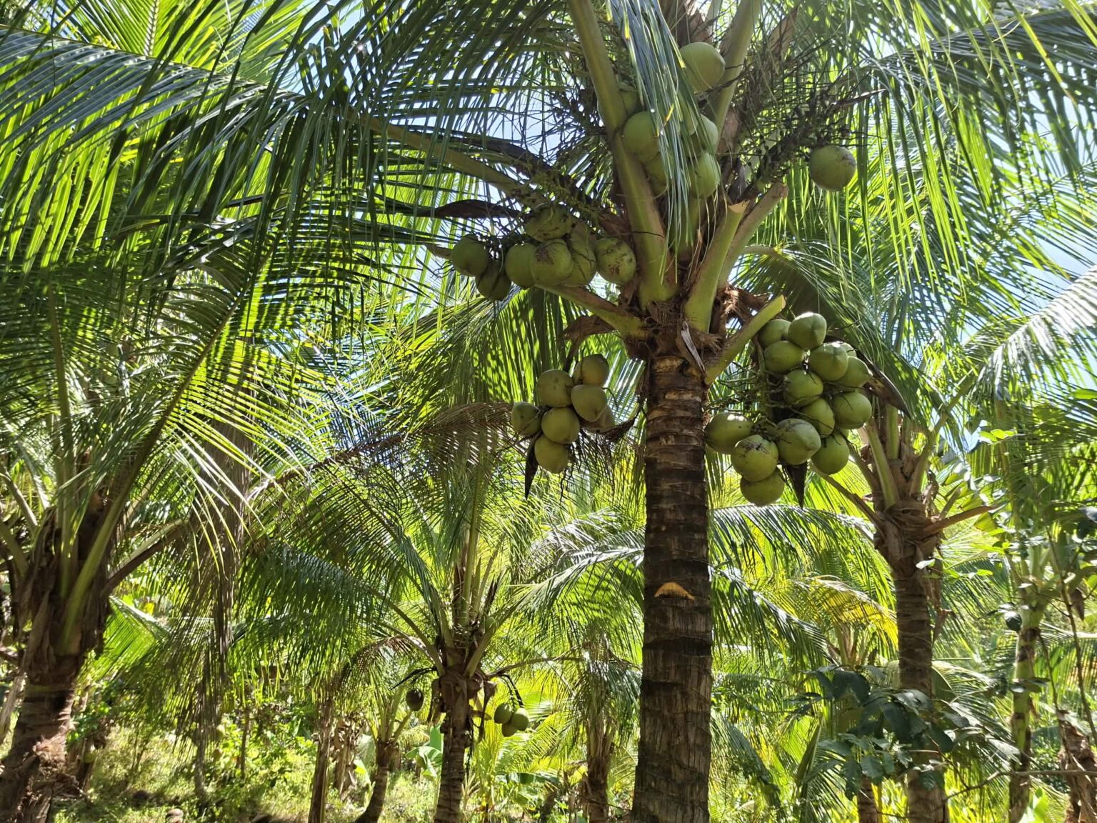 Coconut Tree vs Palm Tree: Differences, Similarities, and Everything ...