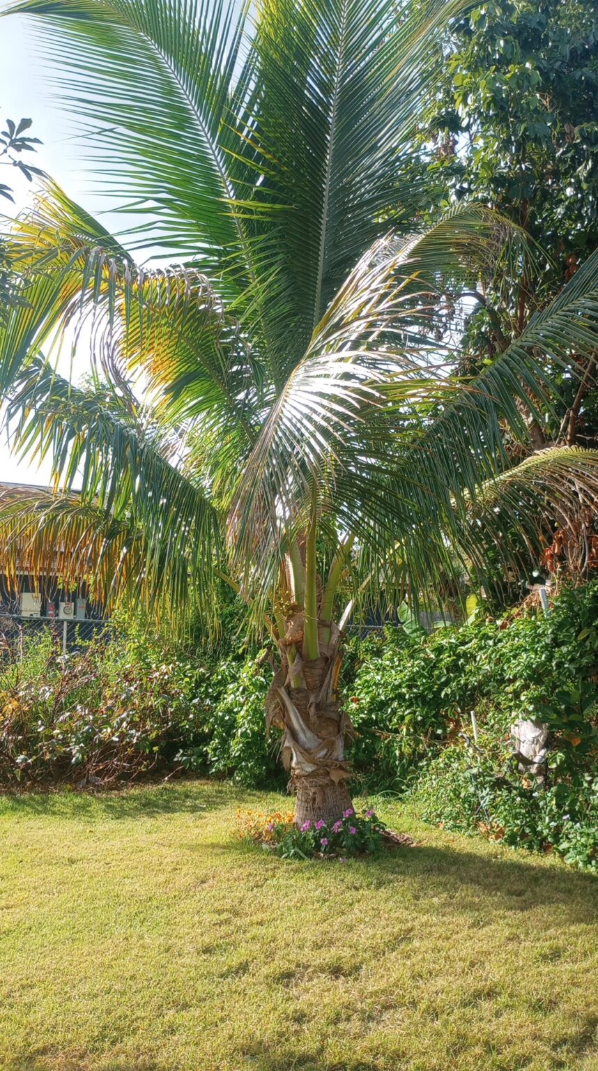 Coconut Tree vs Palm Tree: Differences, Similarities, and Everything ...