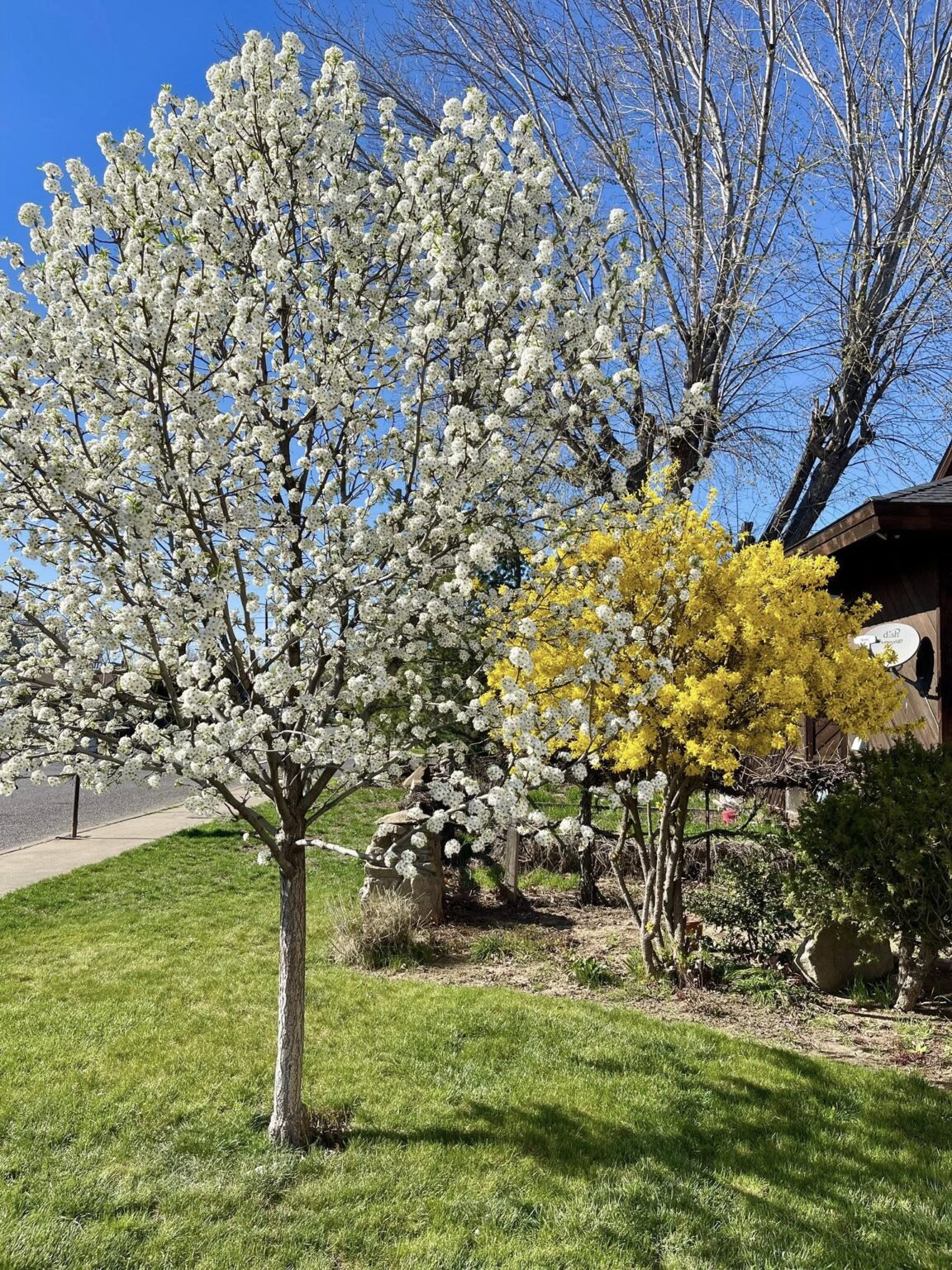 Understanding Flowering Pear (Pyrus calleryana): Identification ...