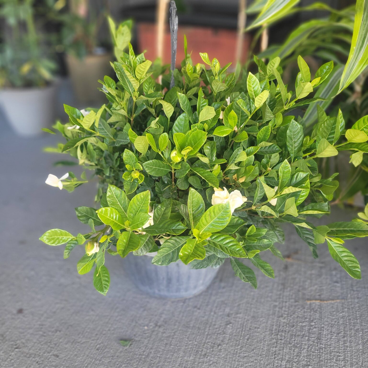 10 Fragrant Trees with Sweet Scents to Elevate Your Landscape – Citycacti