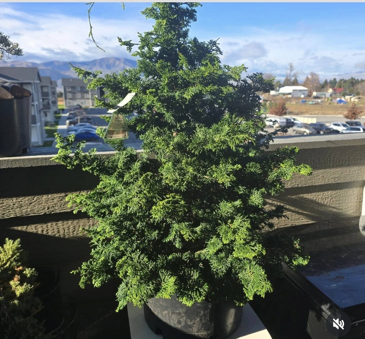 11 Common Hinoki Cypress Problems: What Causes Them and How to Fix ...