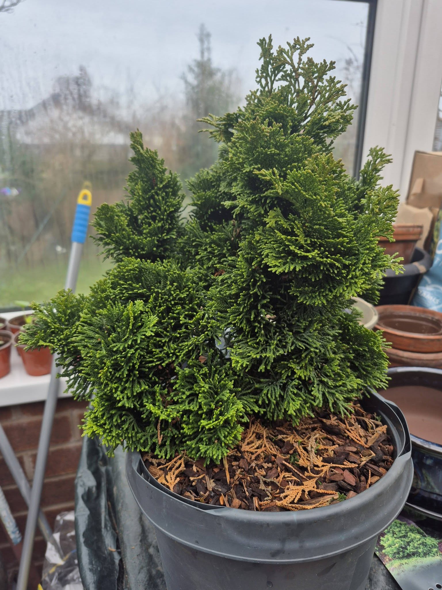 11 Common Hinoki Cypress Problems: What Causes Them and How to Fix ...