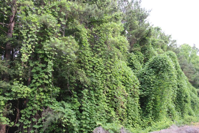 20 Invasive Vines That Can Kill Your Trees (And What to Do About Them ...