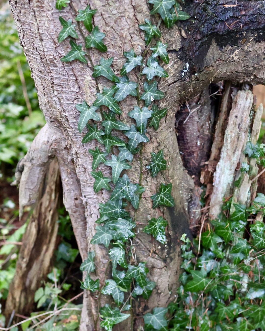 20 Invasive Vines That Can Kill Your Trees (And What to Do About Them ...