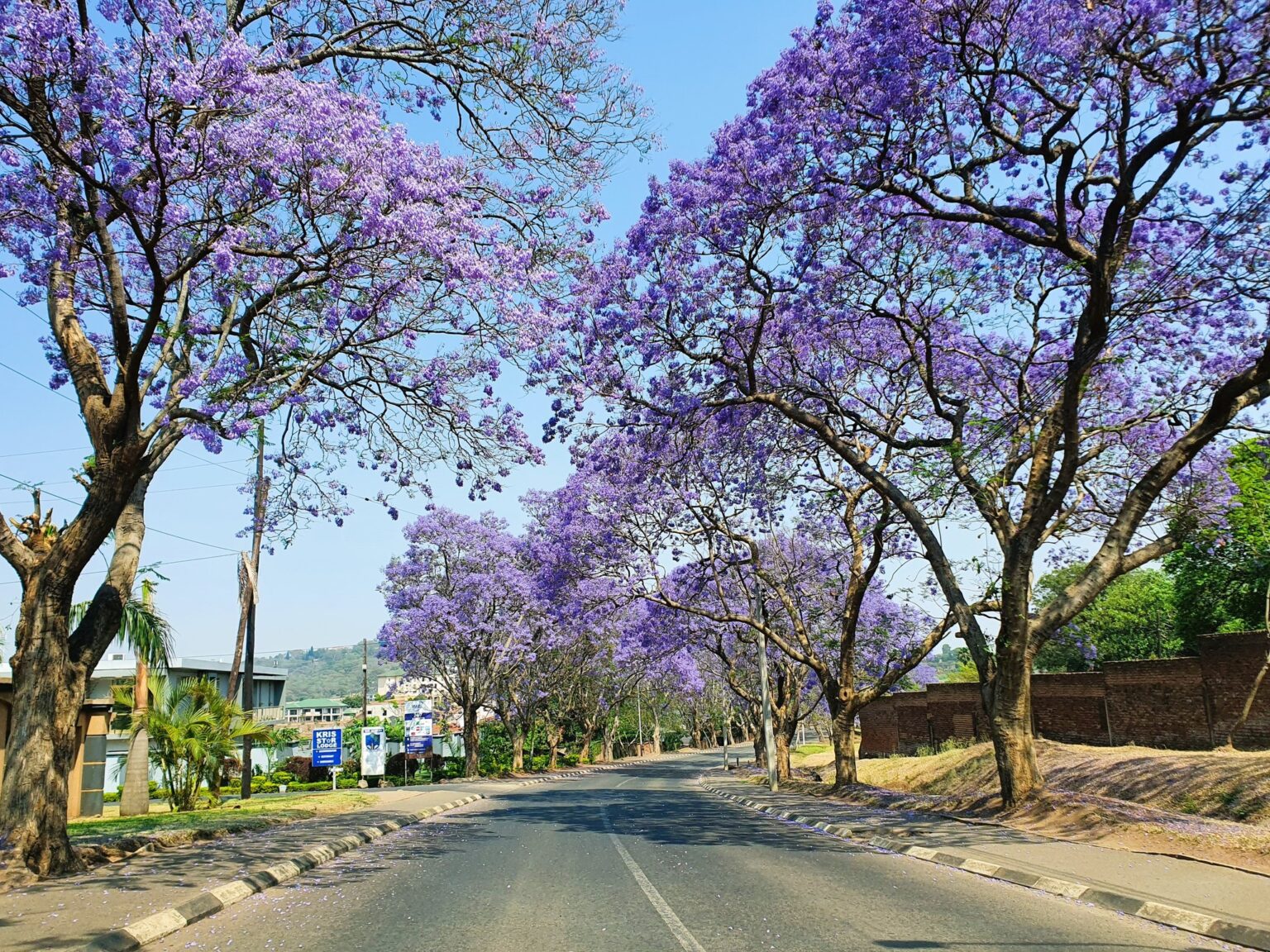 12 Common Jacaranda Tree Problems: Identify and Fix Before It’s Too ...