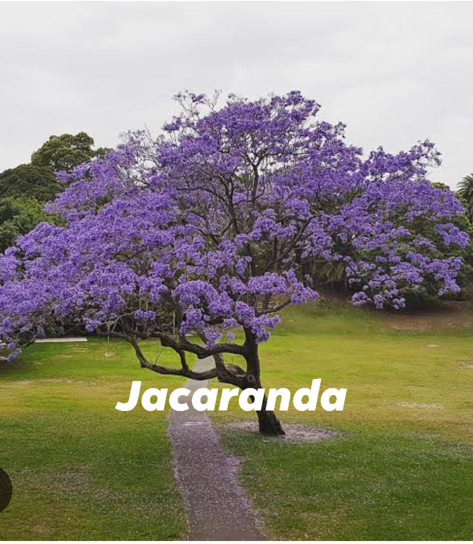 12 Common Jacaranda Tree Problems: Identify and Fix Before It’s Too ...