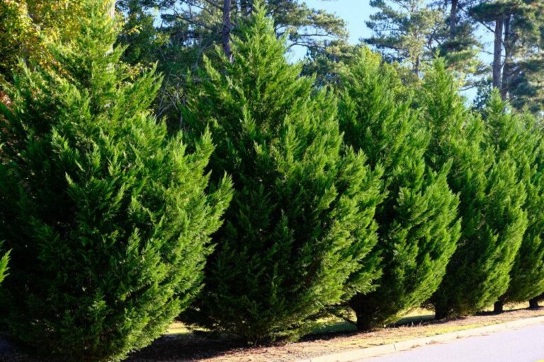 25 Best Shrubs for Hedges: Identification and Pictures – Citycacti