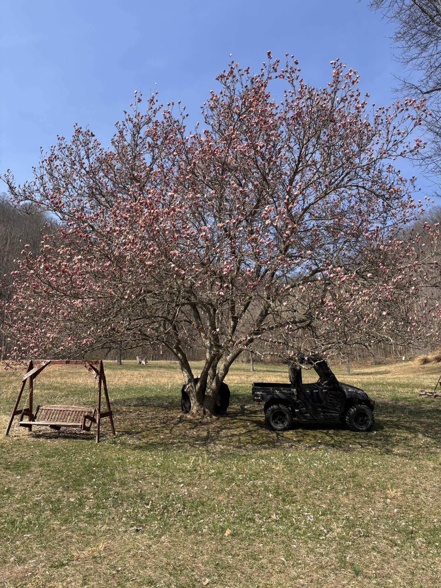 20 Common Magnolia Tree Problems: Brown Leaves, Diseases, Pests, and ...