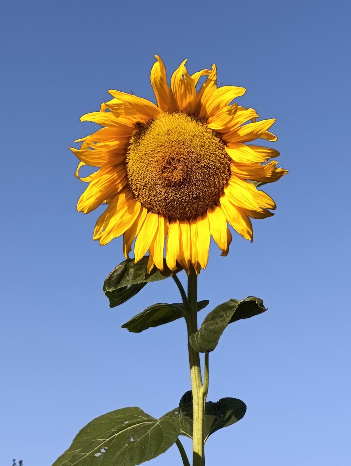 25 Different Types of Sunflowers: Tall, Dwarf and Other Major Varieties ...