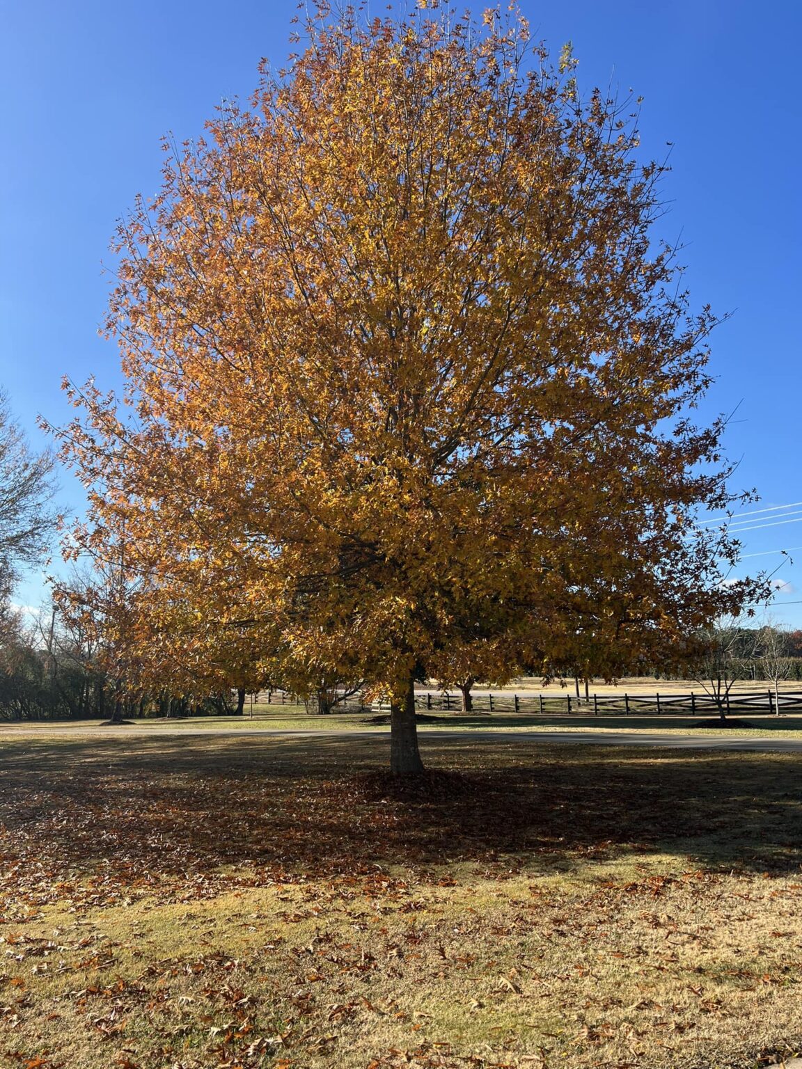 15 Fast Growing Oak Trees: Identification and Care Tips - Citycacti