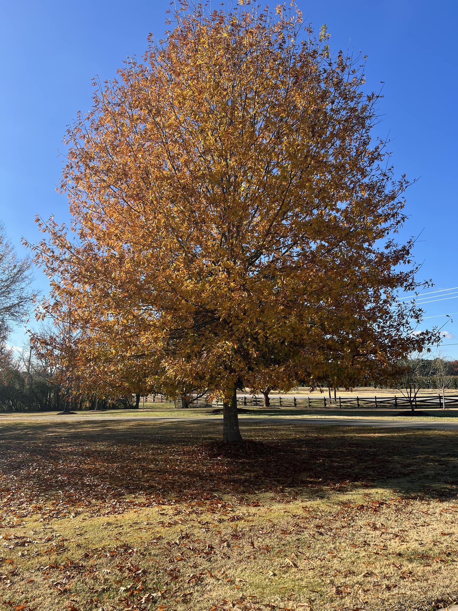 White Oak vs Red Oak Tree: Comparison + Which One To Choose – Citycacti
