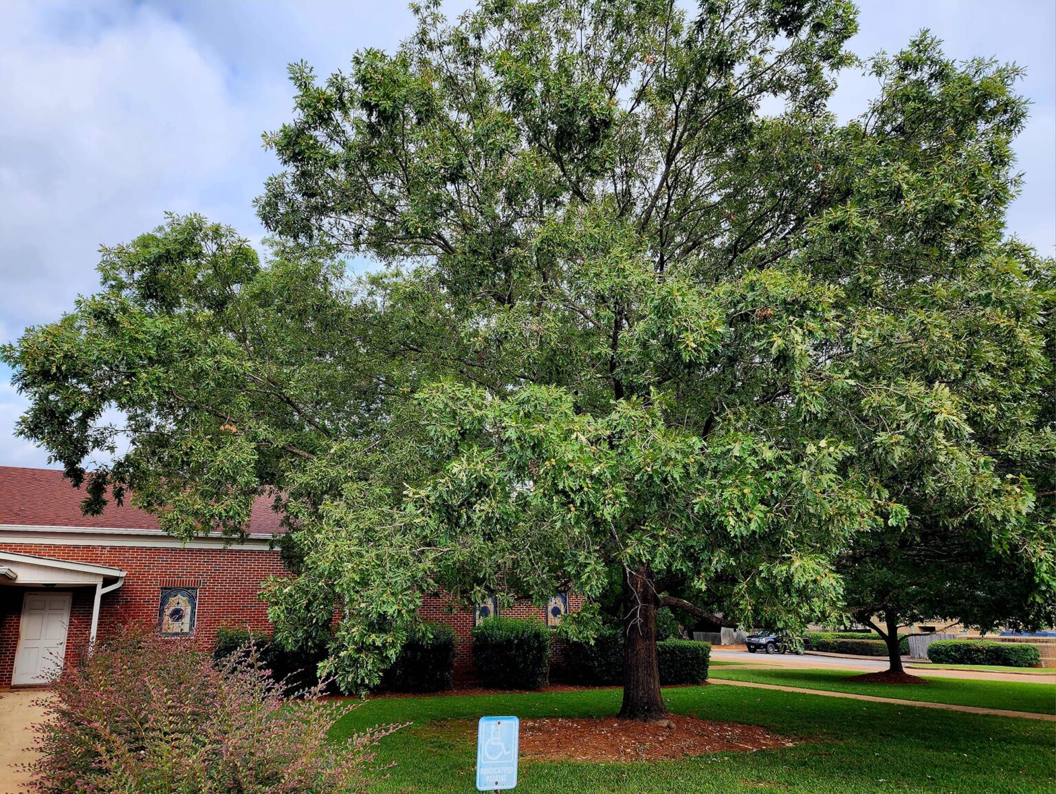 15 Fast Growing Oak Trees: Identification and Care Tips – Citycacti