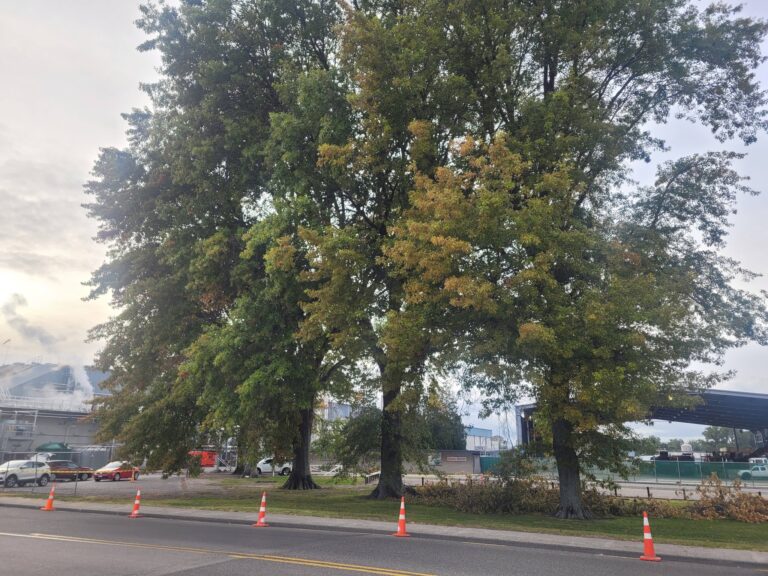 10 Common Pin Oak Tree Problems: Identification, Symptoms, and Proven ...
