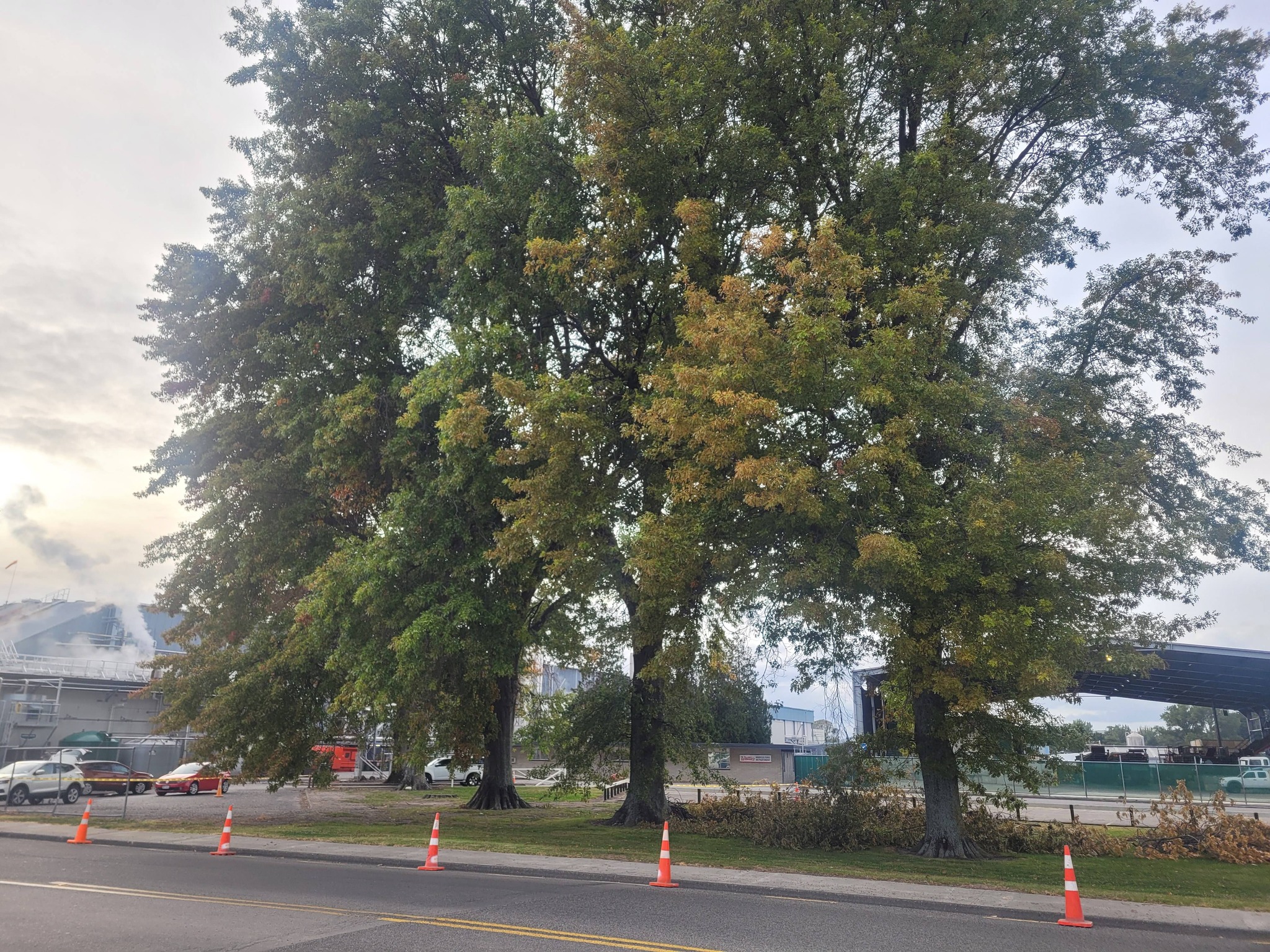 10 Common Pin Oak Tree Problems: Identification, Symptoms, and Proven ...