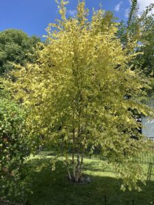Understanding River Birch (Betula nigra): Identification, History ...